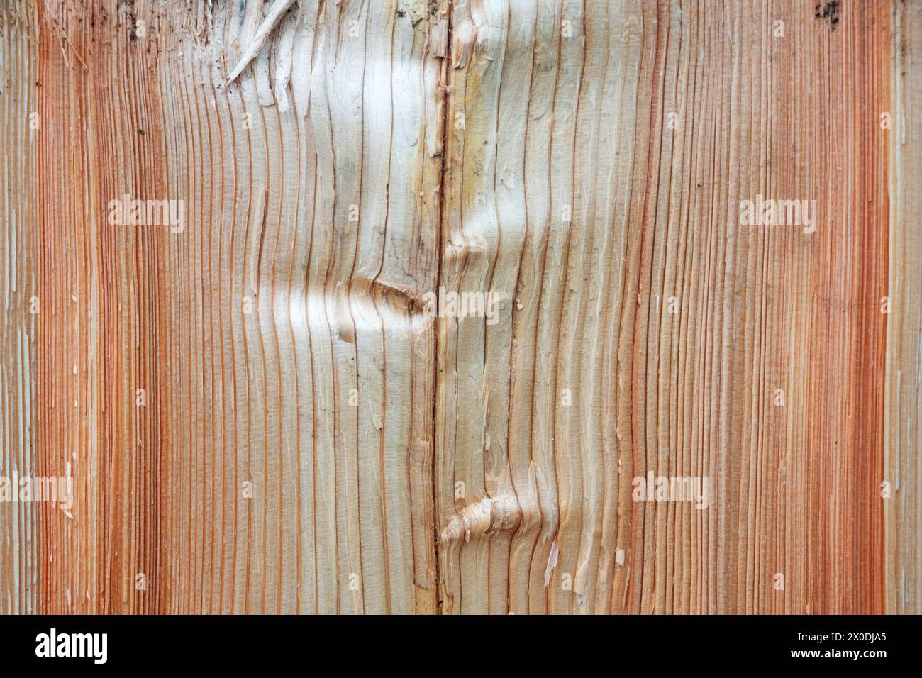 Longitudinal section of a spruce tree trunk, showing annual rings in a ...