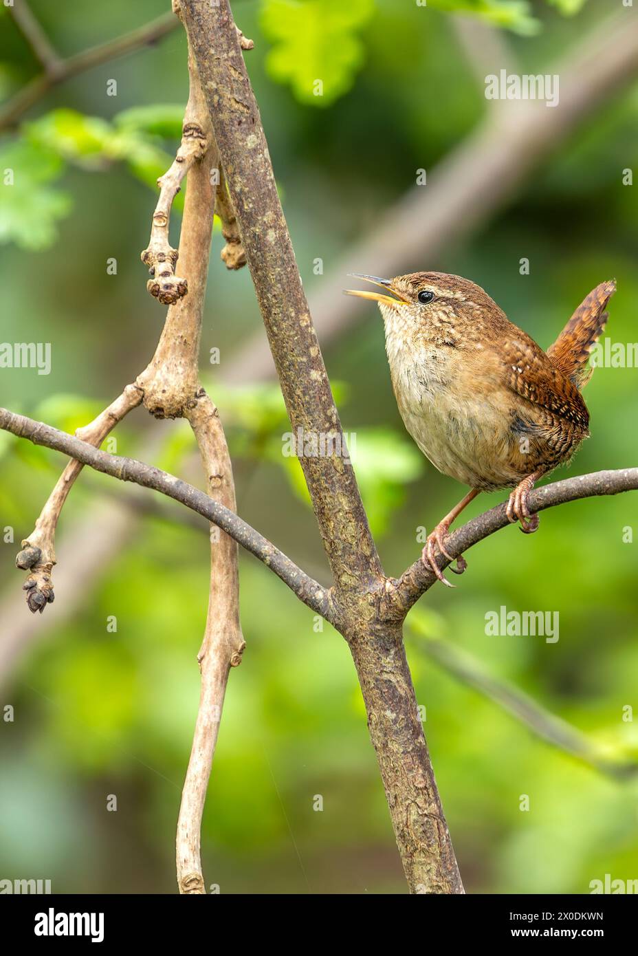 Tiny brown wren with a cocked tail searches for insects amongst the ...