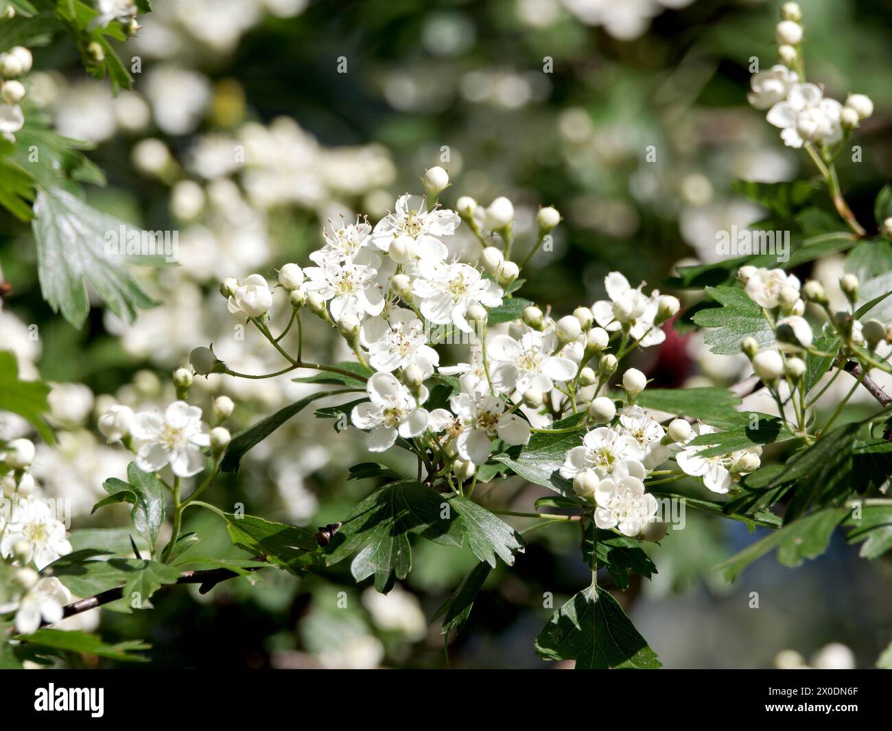 common hawthorn, oneseed hawthorn, single-seeded hawthorn ...