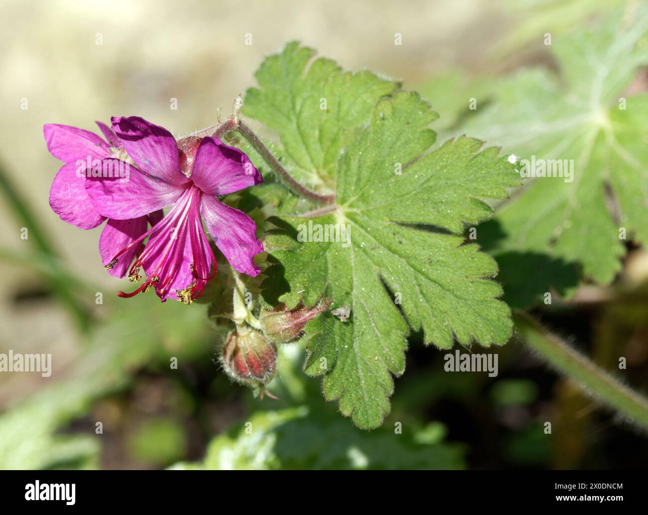 bigroot geranium, Balkan-Storchschnabel, Géranium à grosses racines ...