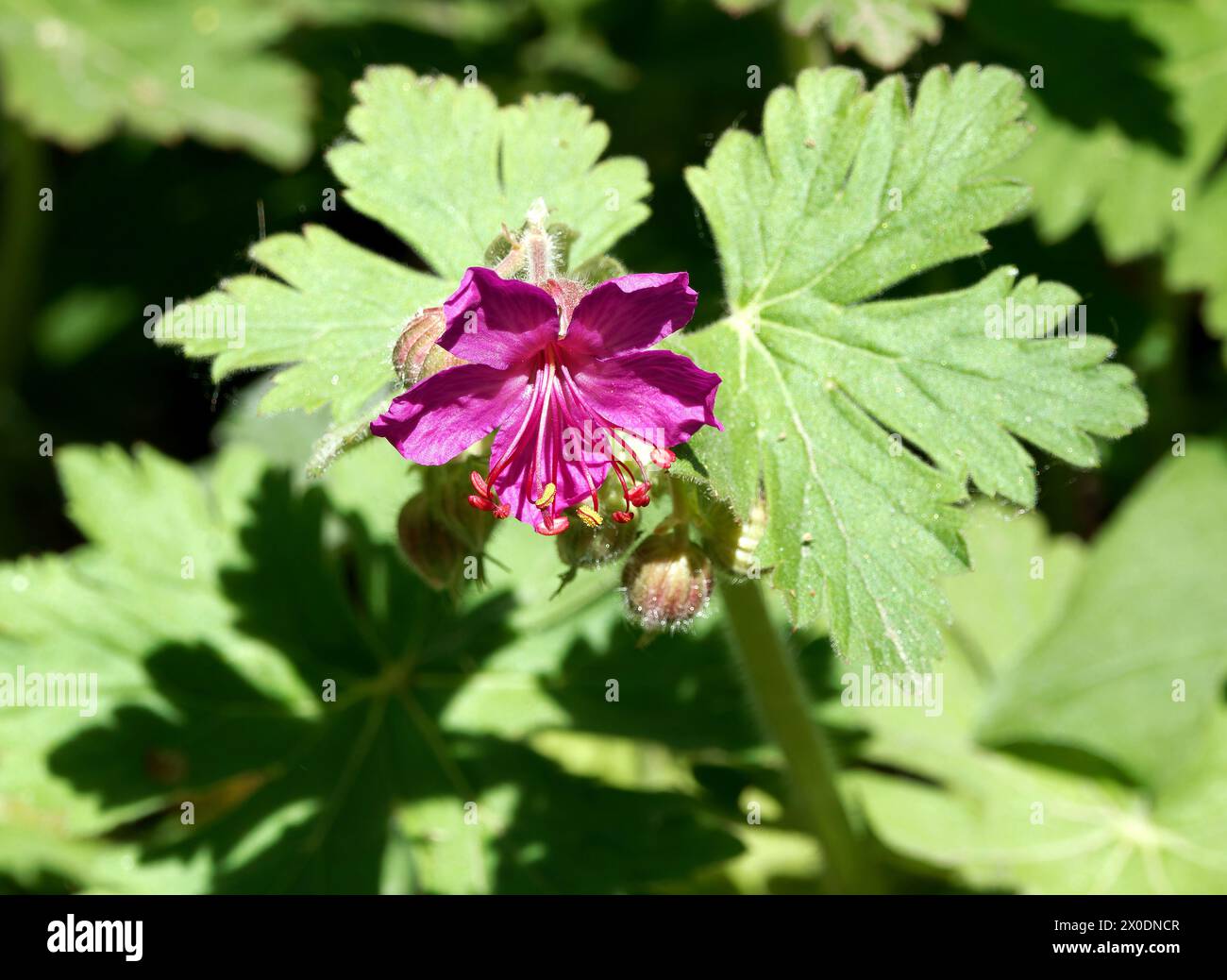 Bigroot hi-res stock photography and images - Alamy