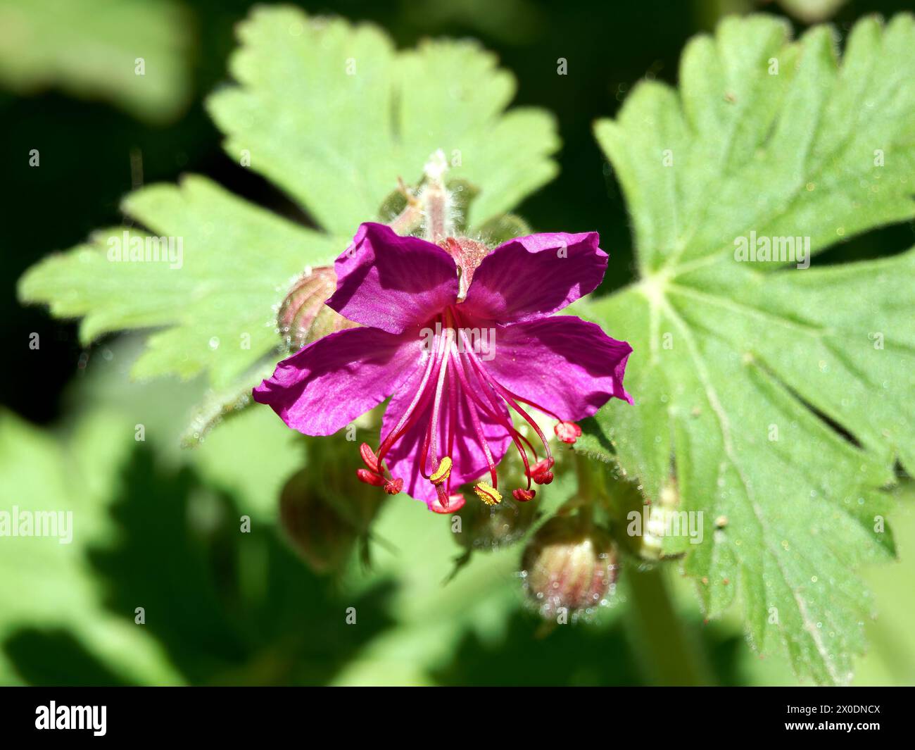 Bigroot hi-res stock photography and images - Alamy