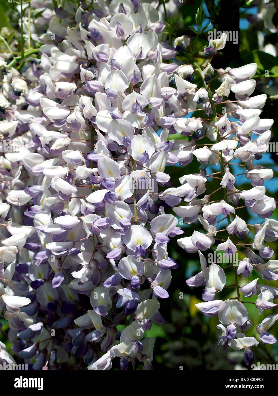 Glycine de chine hi-res stock photography and images - Alamy