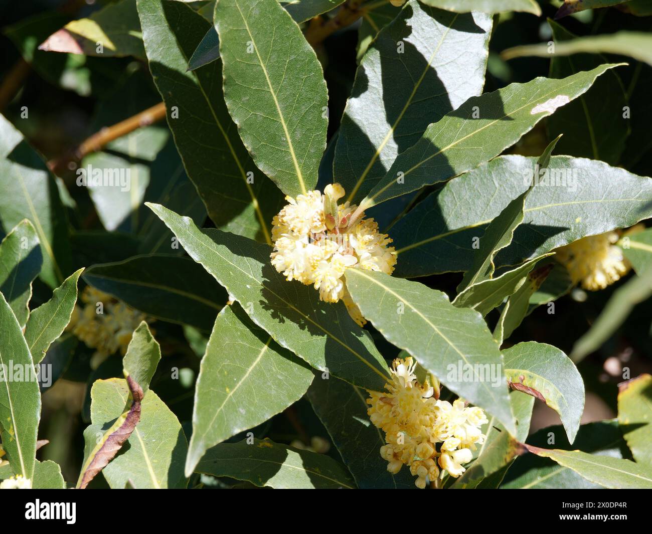 Laurier noble hi-res stock photography and images - Alamy