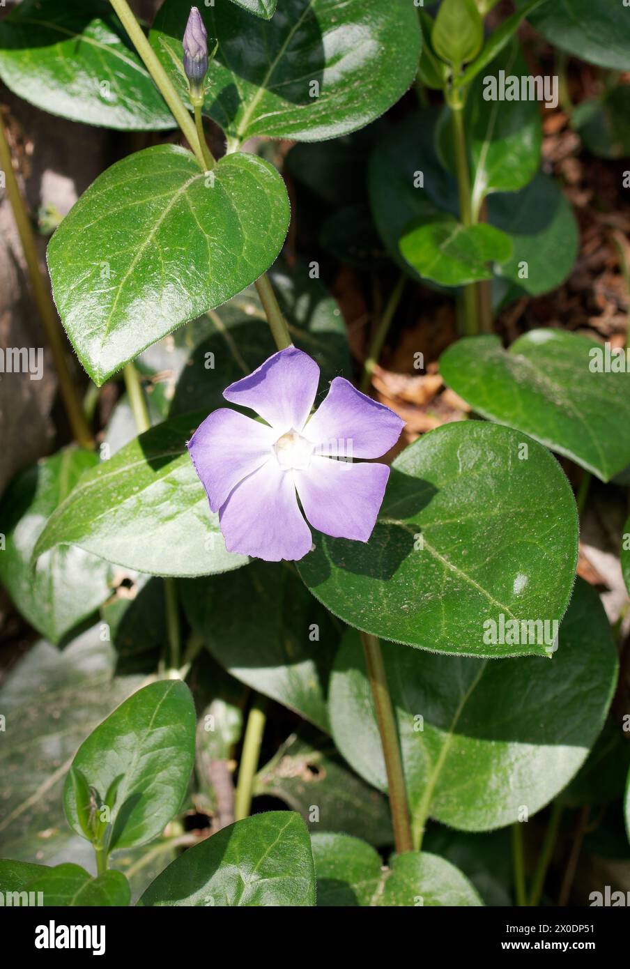 Vinca plants hi-res stock photography and images - Alamy