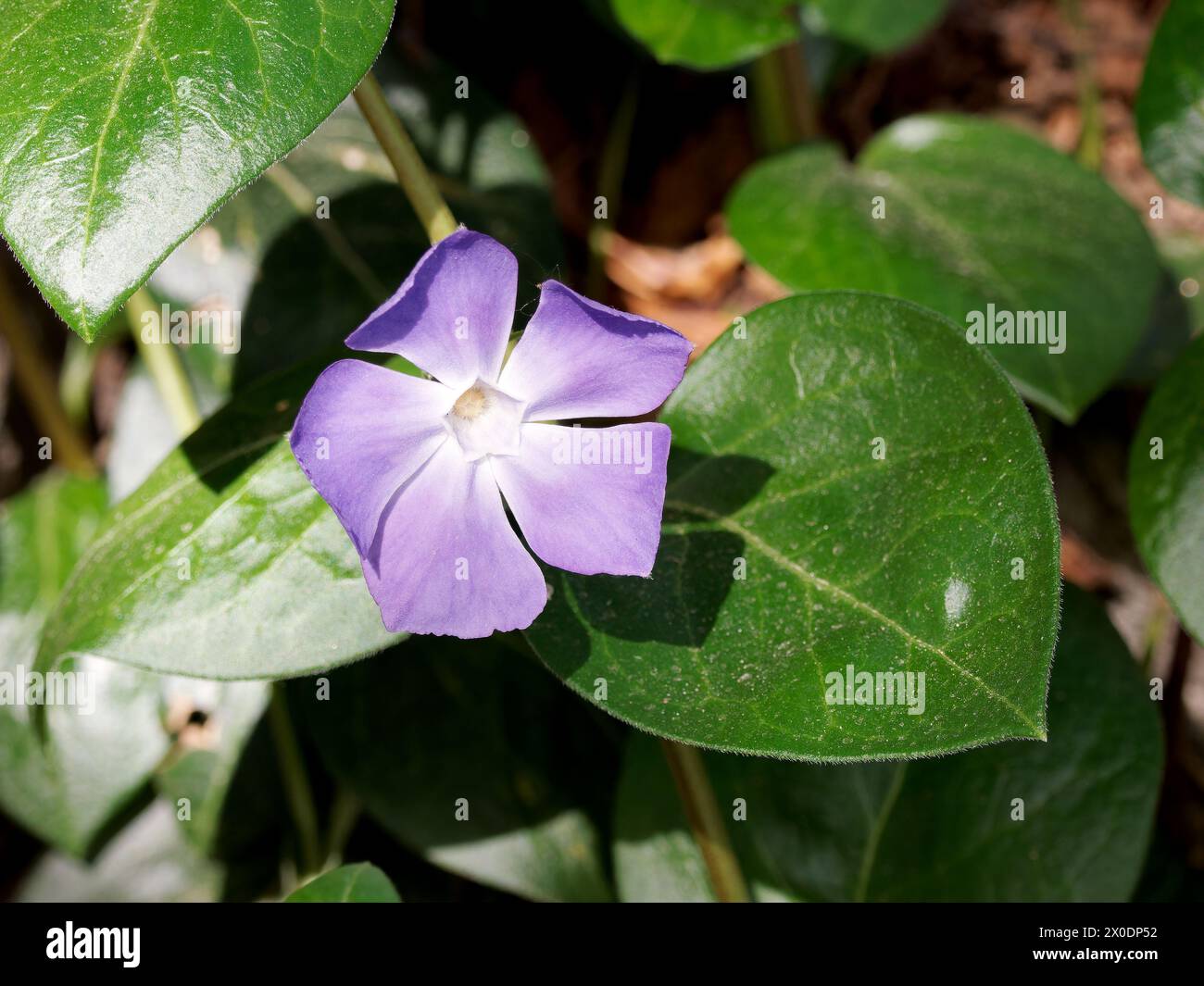Vinca plants hi-res stock photography and images - Alamy
