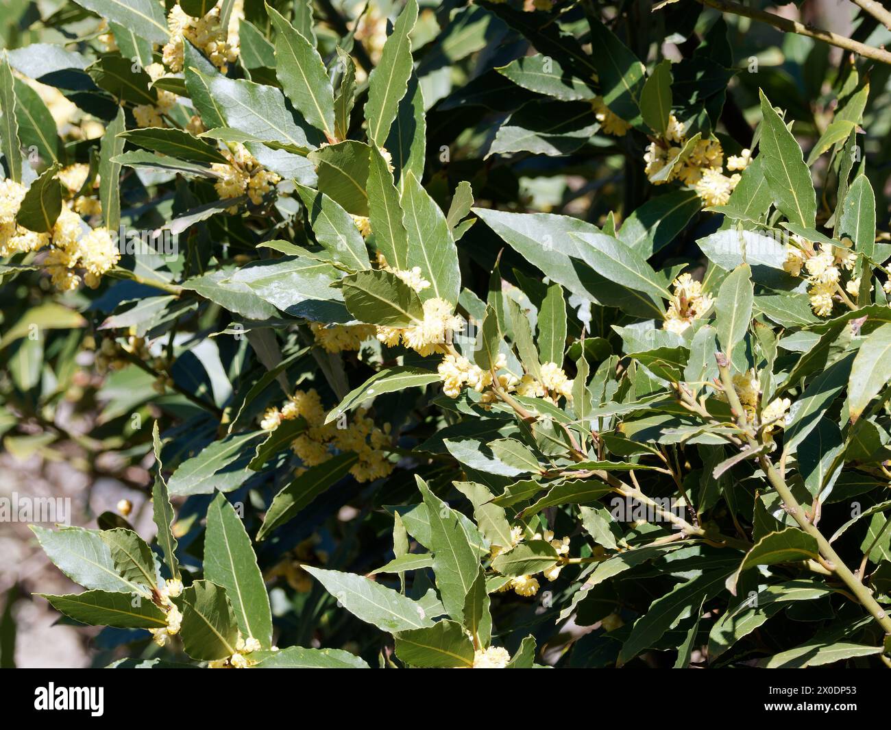 Laurier noble hi-res stock photography and images - Alamy