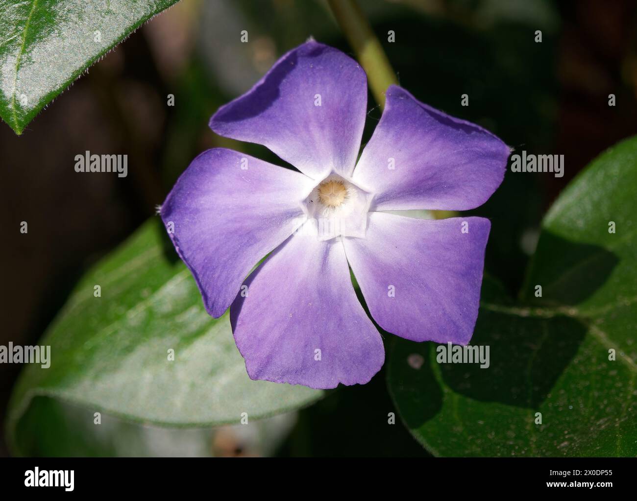 Vinca plants hi-res stock photography and images - Alamy