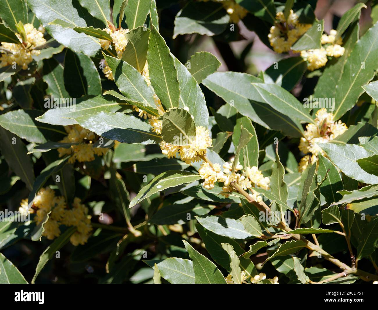 Laurier noble hi-res stock photography and images - Alamy