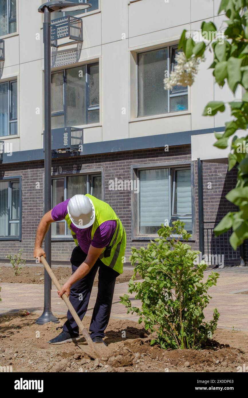 Man in purple shirt and vest using shovel to plant small tree ...