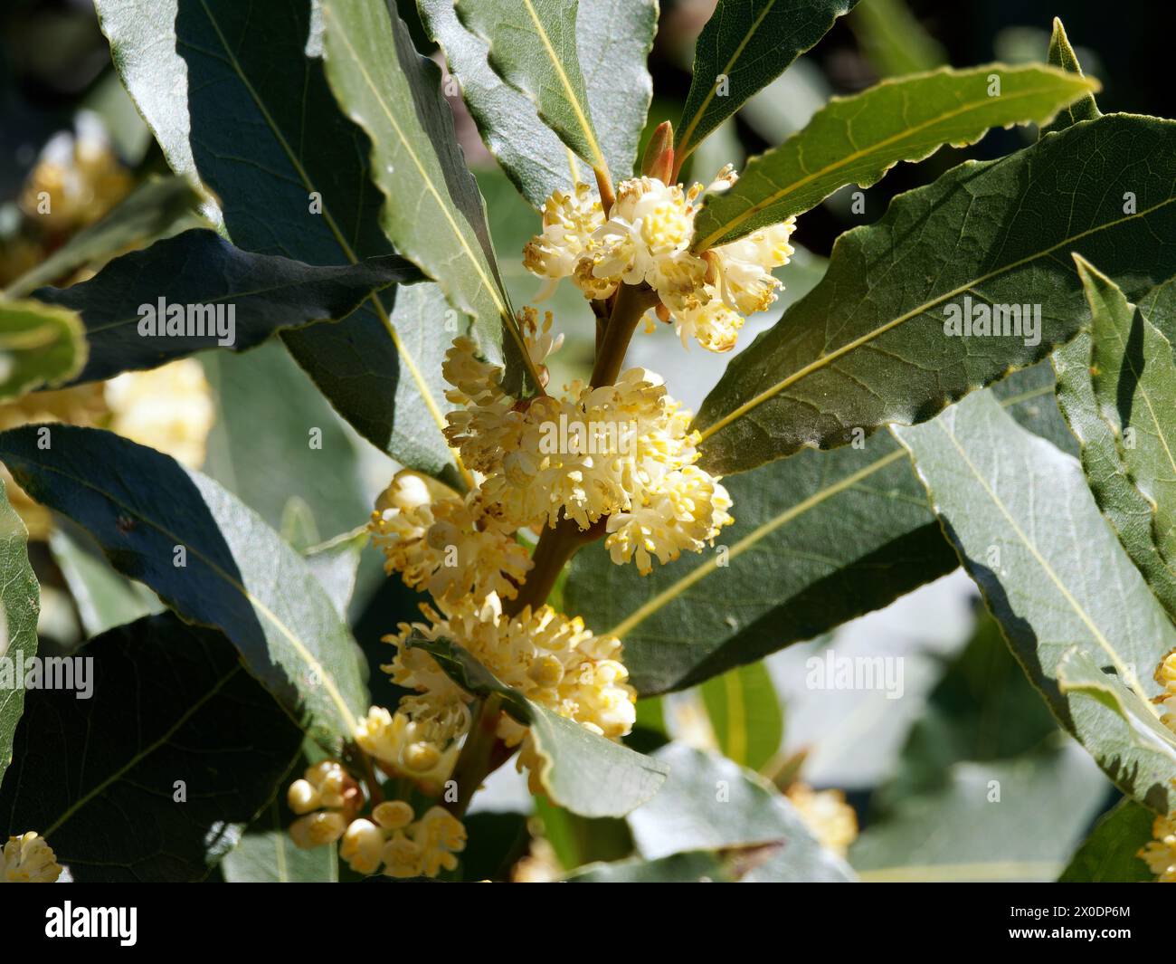 Laurier noble hi-res stock photography and images - Alamy