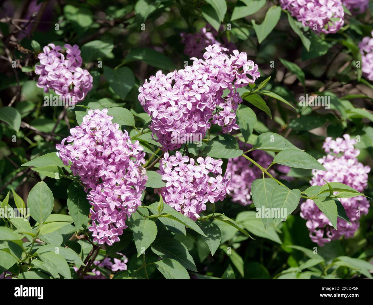 lilac or common lilac, Gemeiner Flieder, Lilas commun, Syringa vulgaris ...