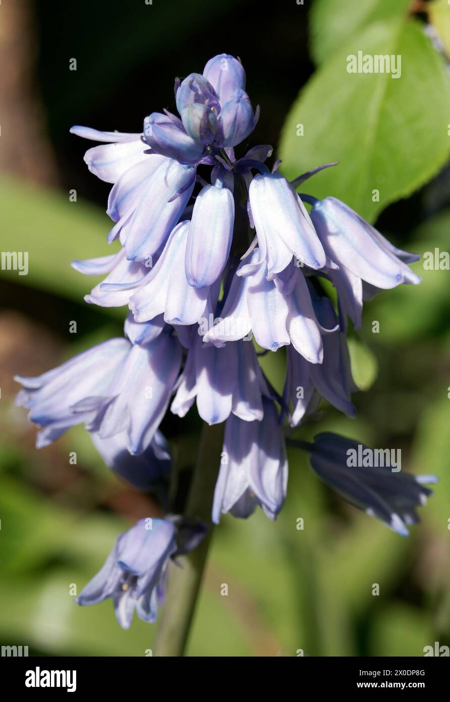 Spanish bluebell, wood hyacinth, Spanisches Hasenglöckchen, Jacinthe d ...