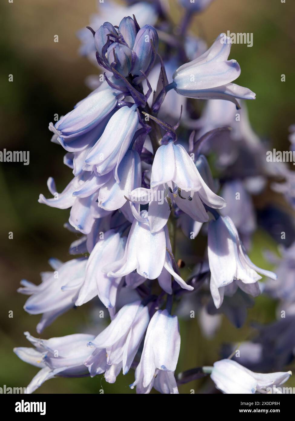 Spanish bluebell, wood hyacinth, Spanisches Hasenglöckchen, Jacinthe d ...