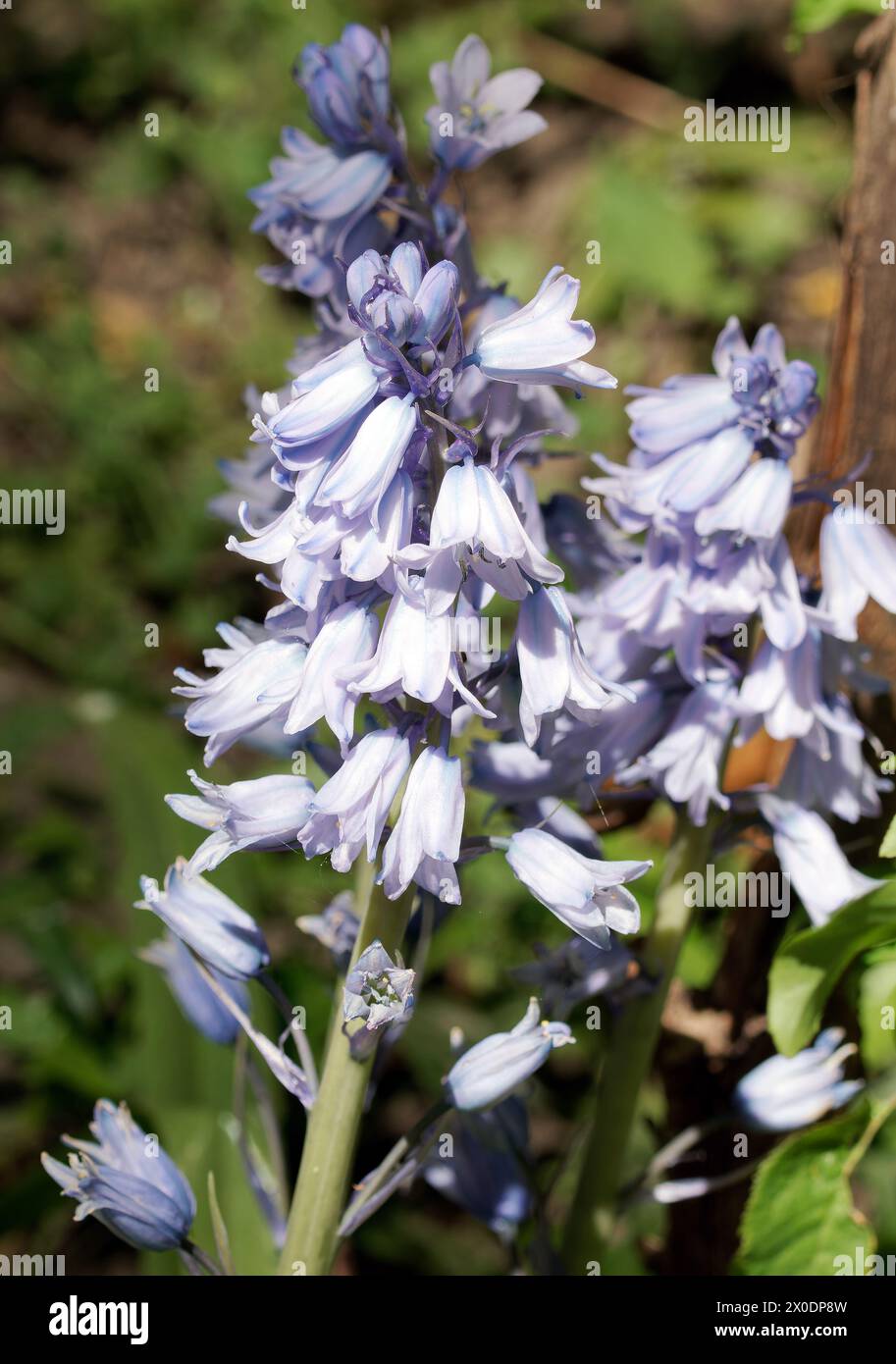 Spanish bluebell, wood hyacinth, Spanisches Hasenglöckchen, Jacinthe d ...