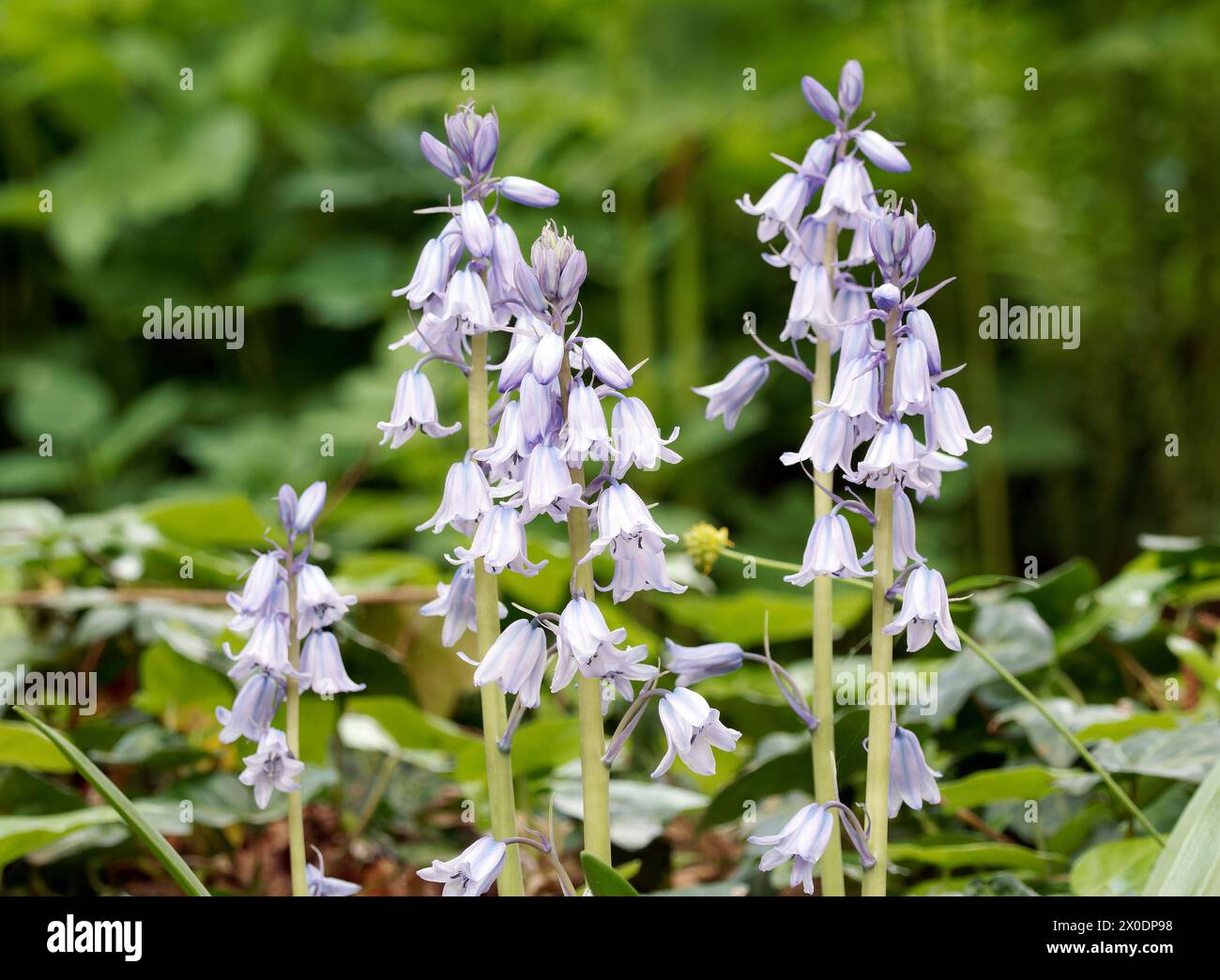 Spanish bluebell, wood hyacinth, Spanisches Hasenglöckchen, Jacinthe d ...