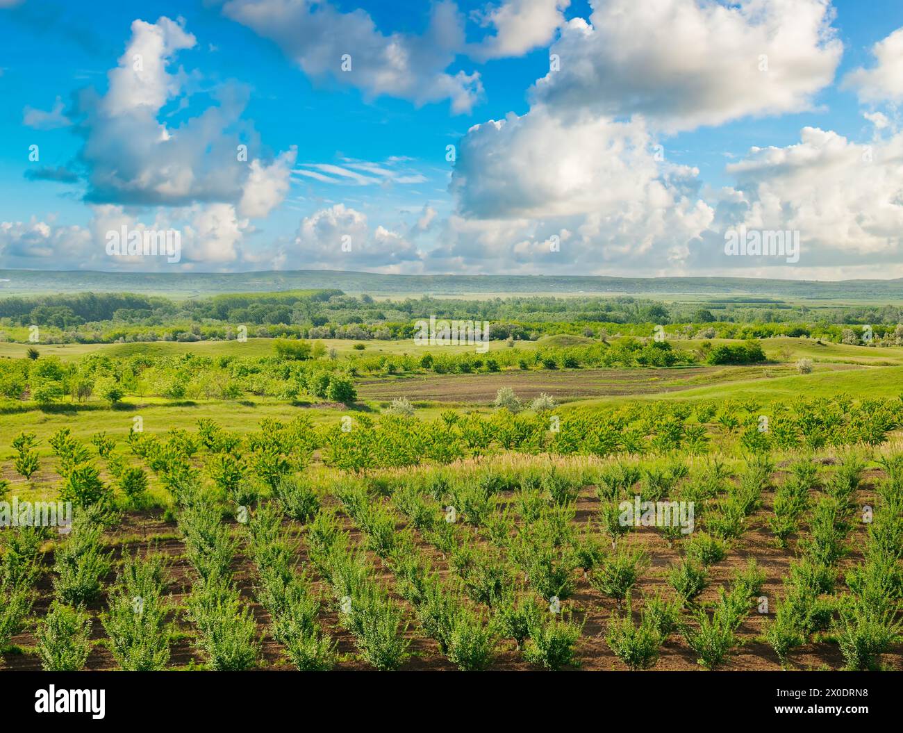 Orchard, field and cloudy sky. View from above Stock Photo - Alamy