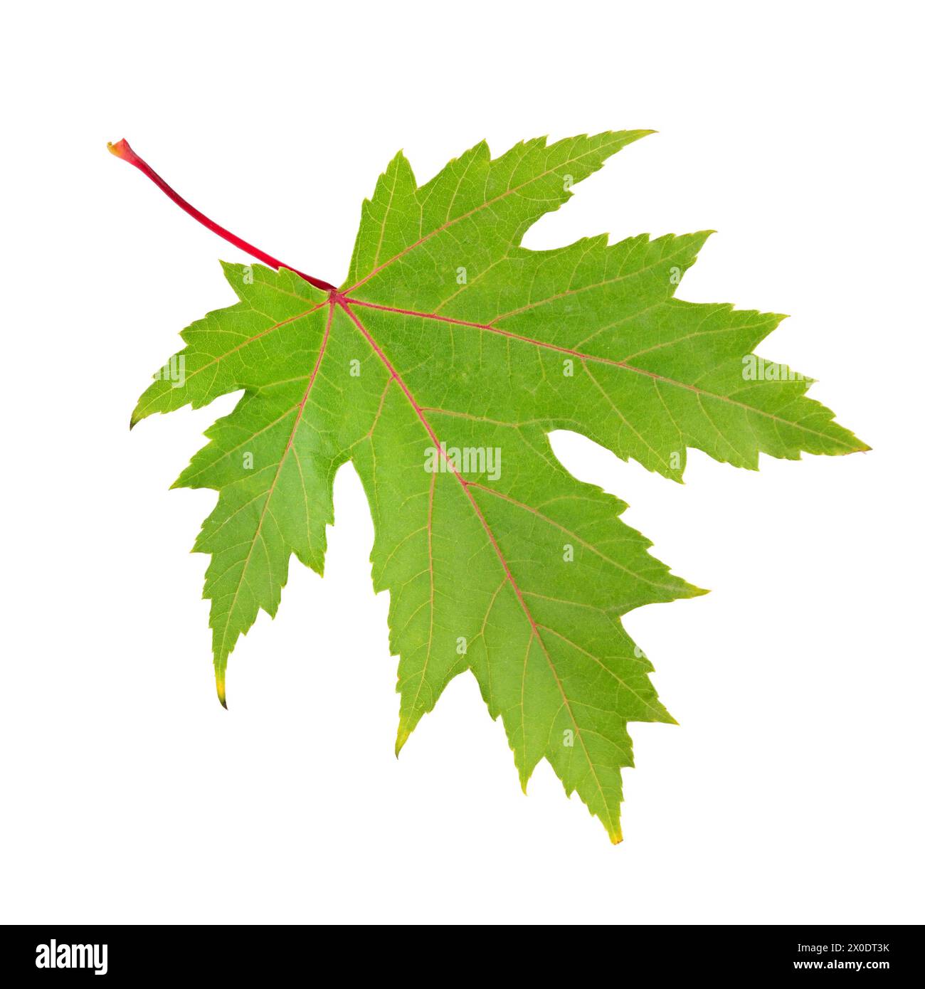 Green maple leaf isolated on white background Stock Photo - Alamy