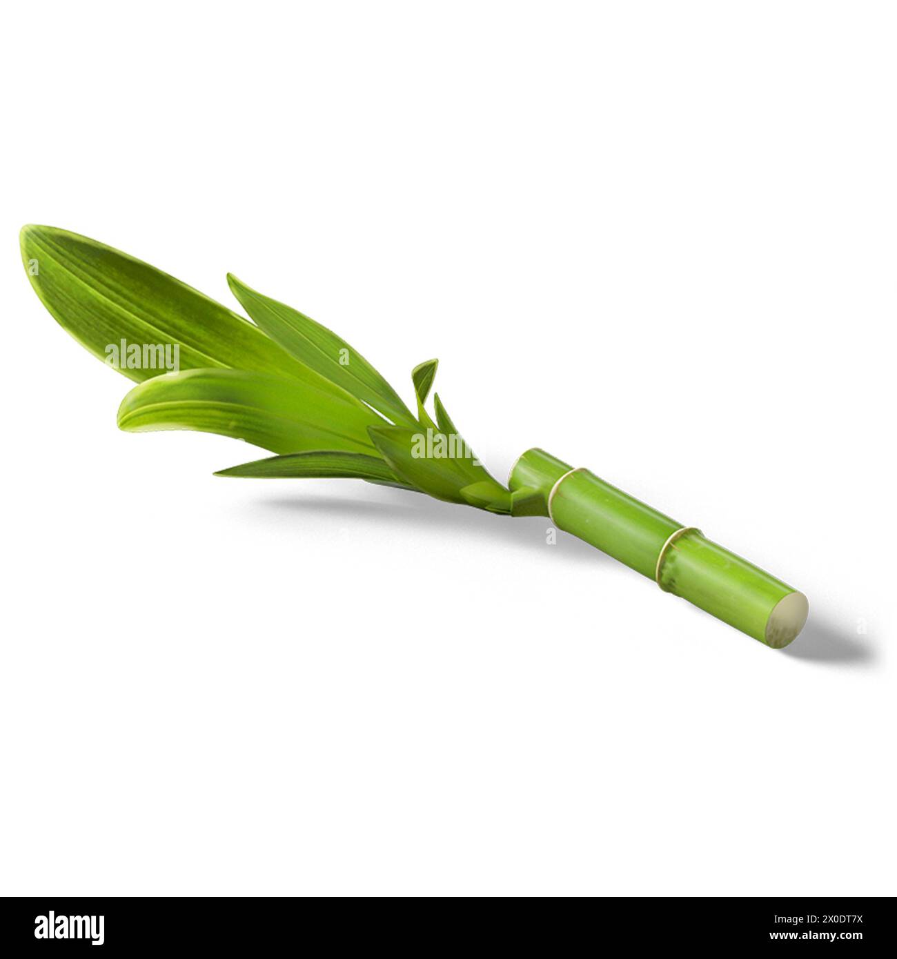 Creative concept isometric green bamboo isolated against plain ...