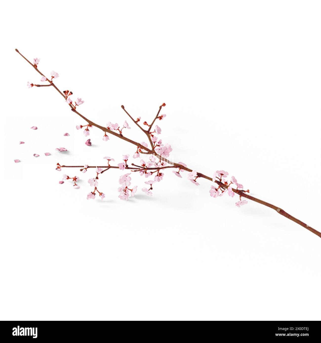 Creative concept isometric flower branch isolated against plain ...
