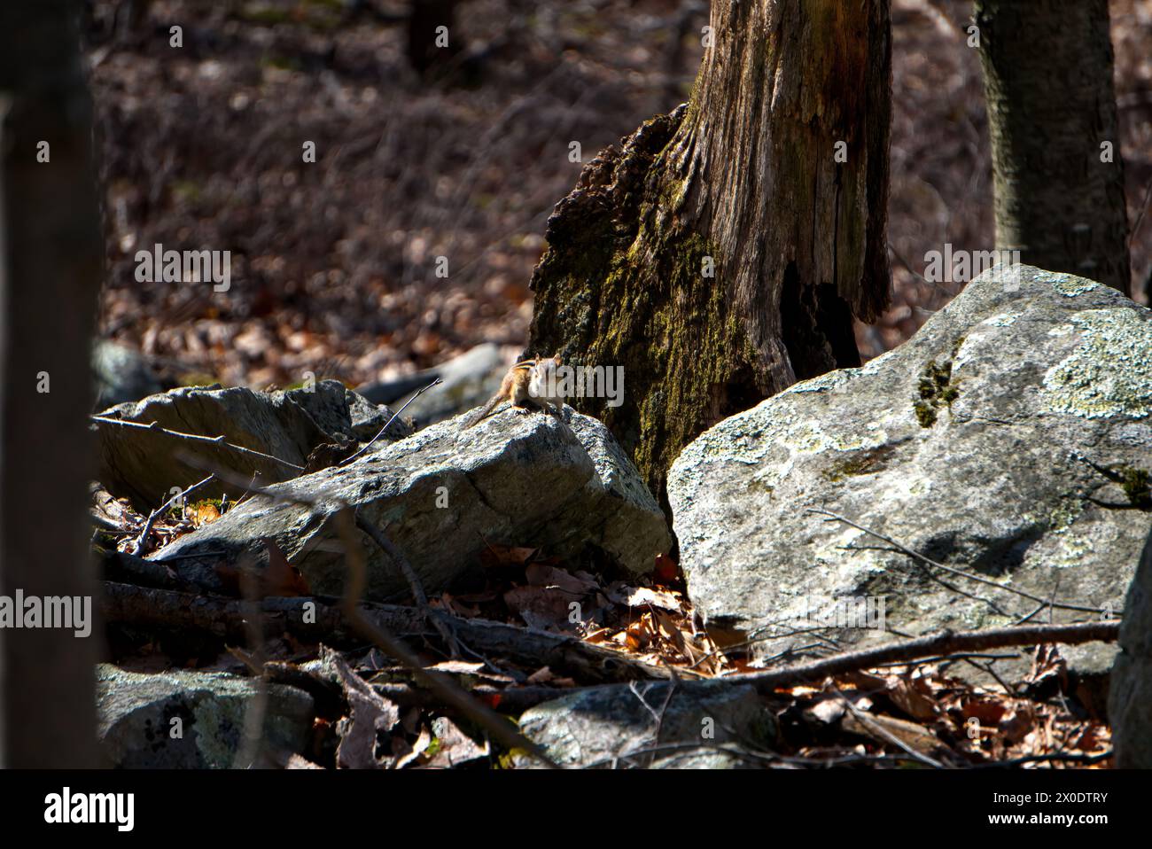 Chipmunk on the Appalachian Trail in Pennsylvania Stock Photo - Alamy