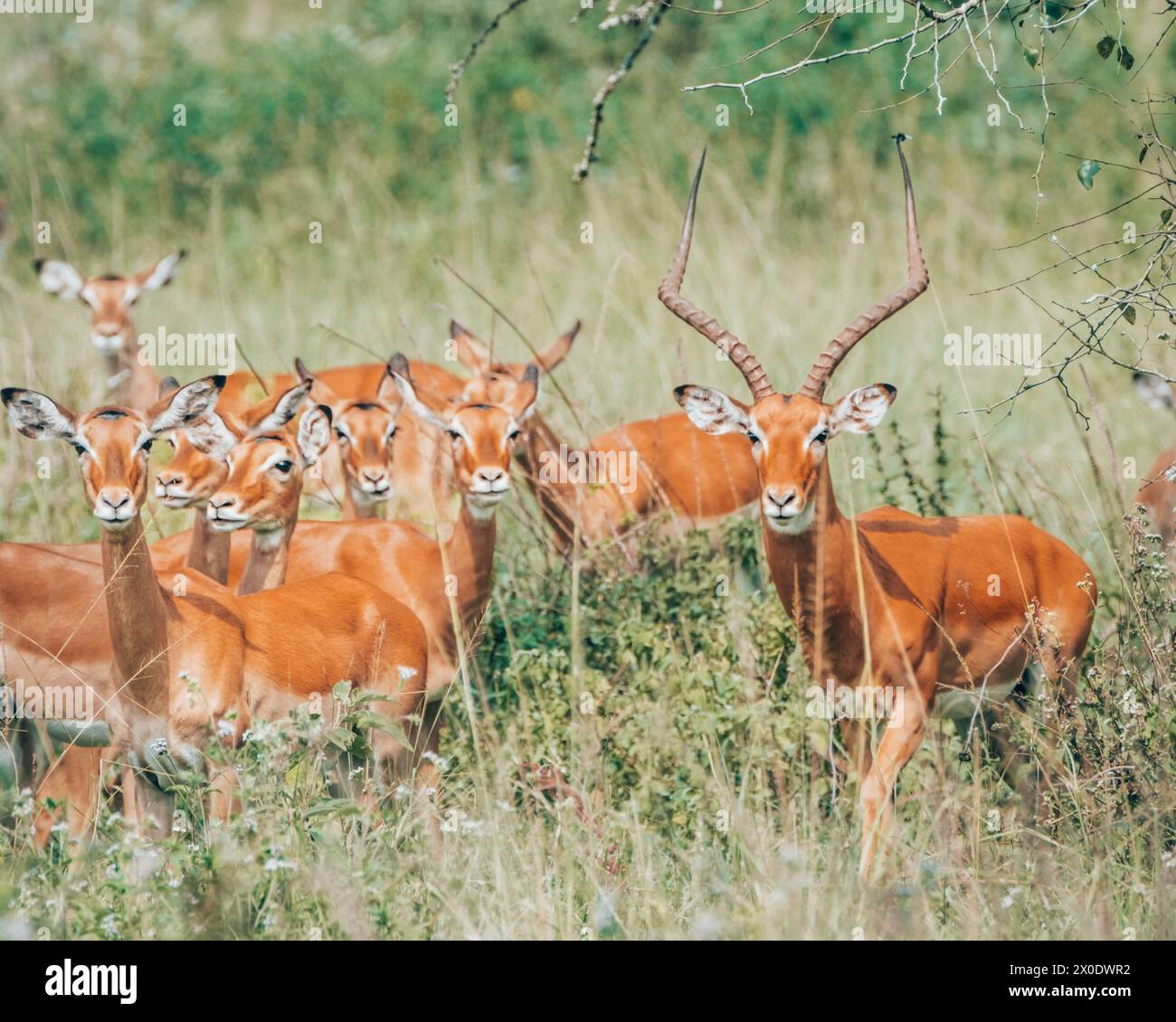 Herd of impalas attentively grazing in the Ugandan savanna Stock Photo ...