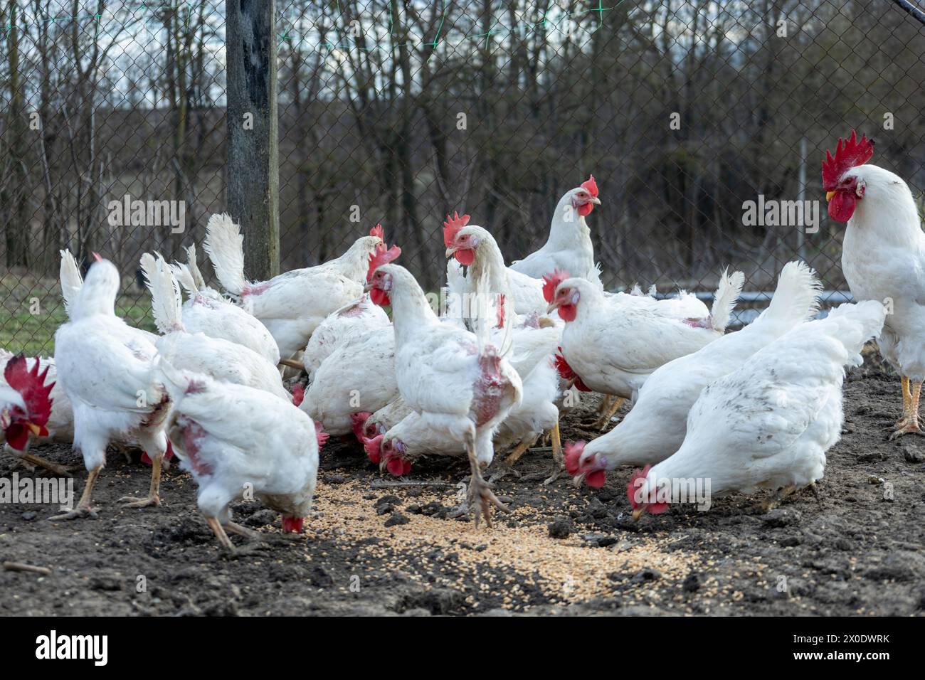 White laying hens peck grain on the street Stock Photo - Alamy