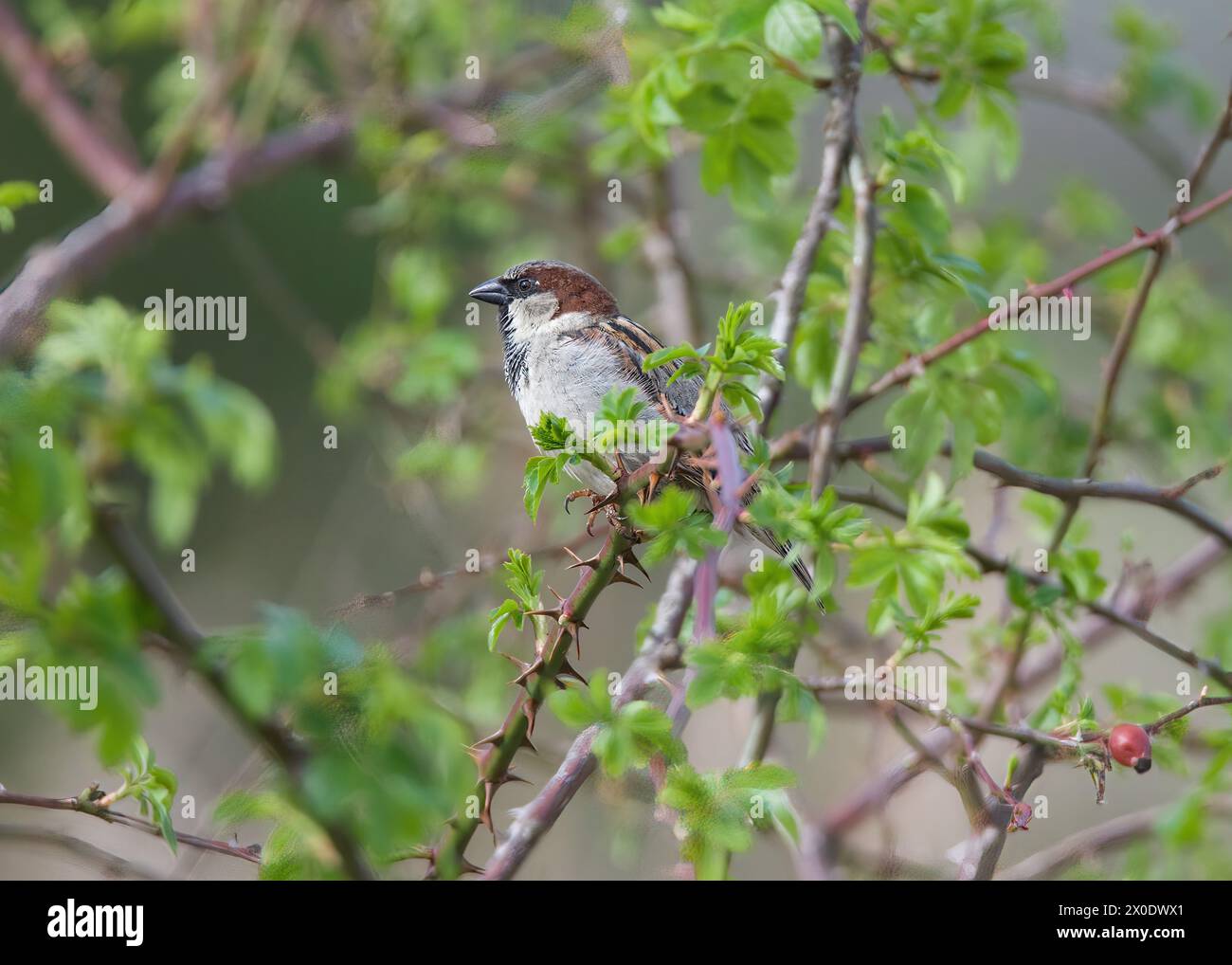 House Sparrow (Passer domesticus) RSPB Rainham Marshes, Purfleet, Essex ...