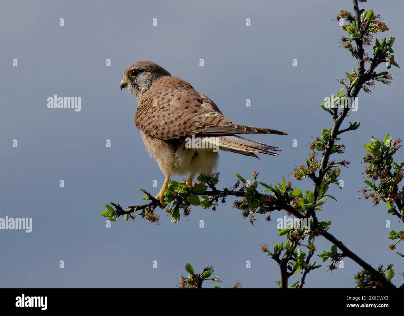 Female Kestrel perching on branch on Treetop, on Thames Estuary, near ...
