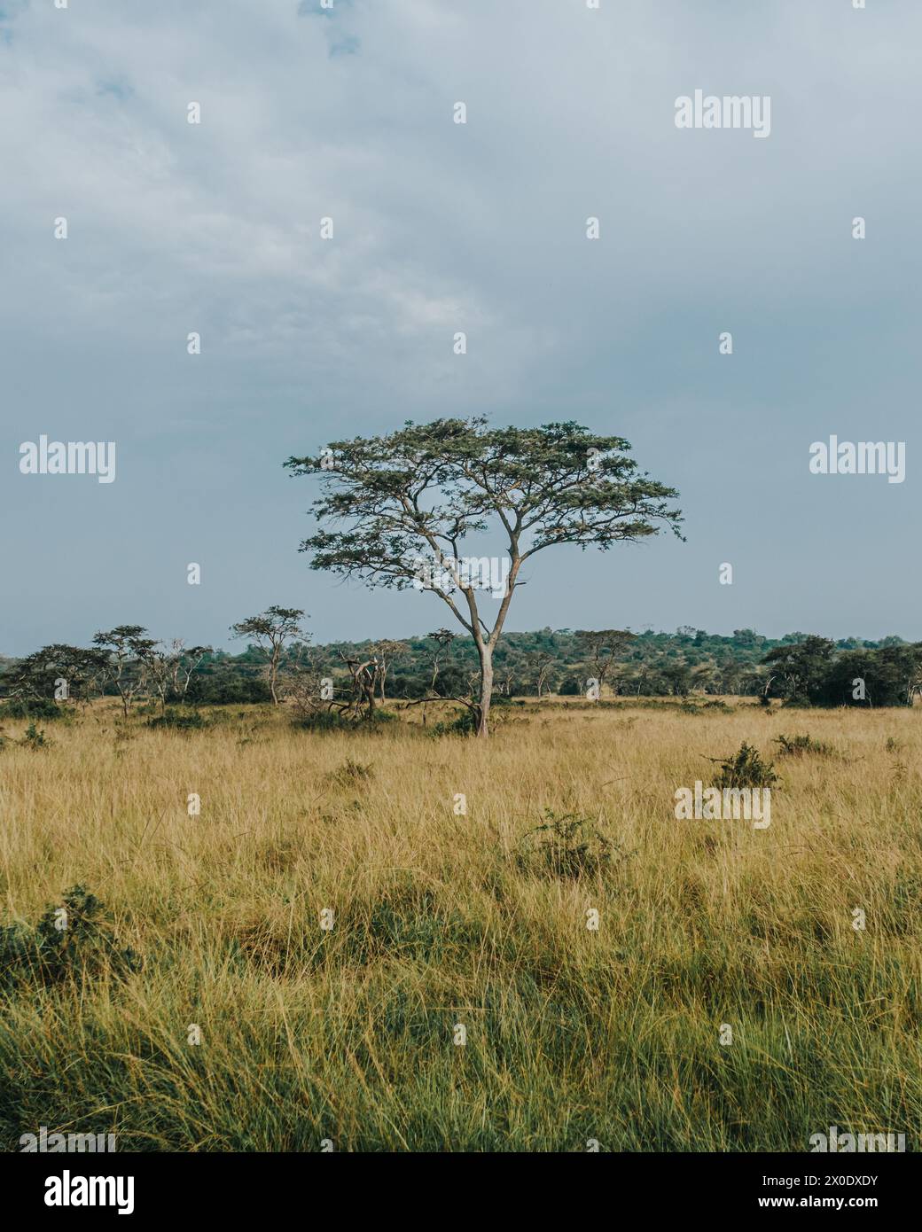 Solitary tree in Uganda's golden savannah Stock Photo - Alamy