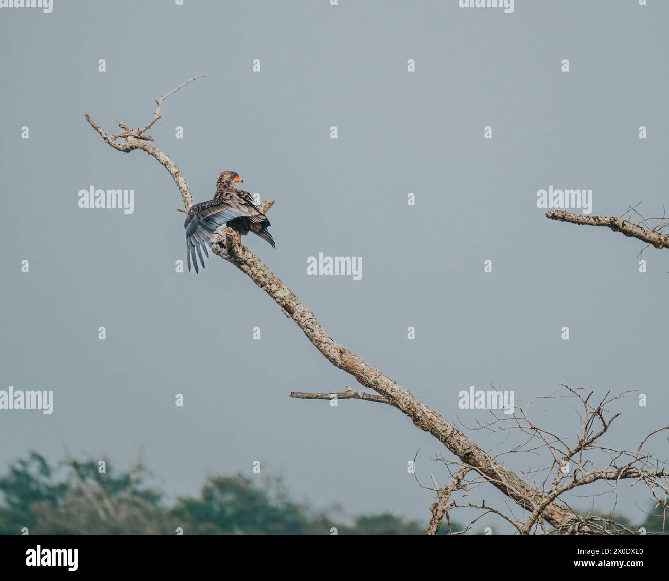 Bateleur Eagle perched and ready for flight in Uganda's sky Stock Photo ...