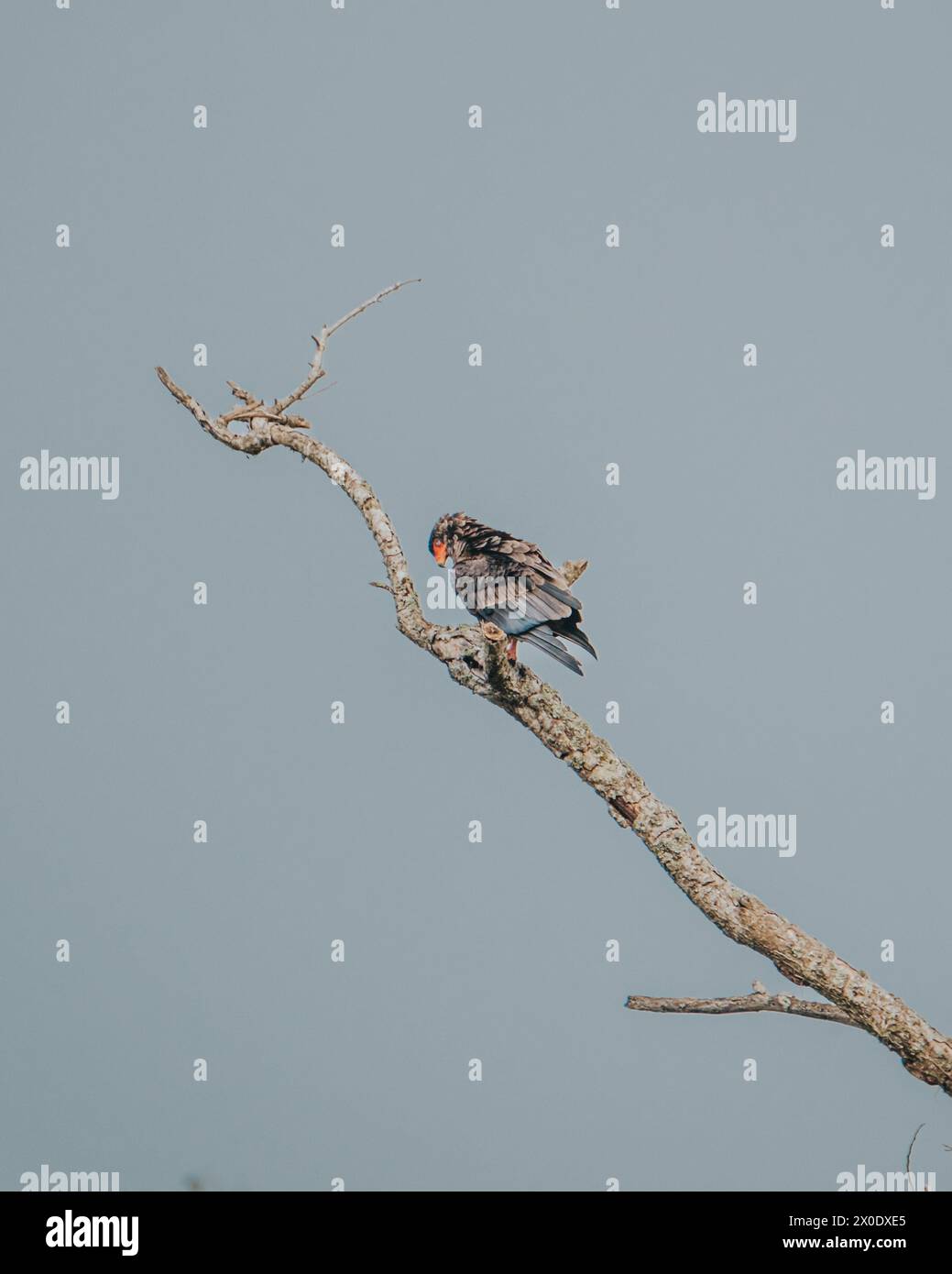 Bateleur Eagle perched and ready for flight in Uganda's sky Stock Photo ...