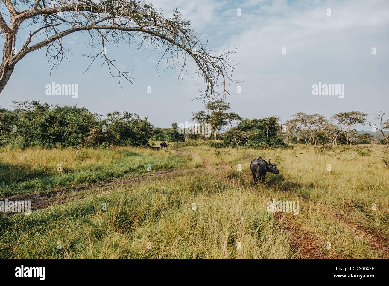 Solitary wild water buffalo hi-res stock photography and images - Alamy
