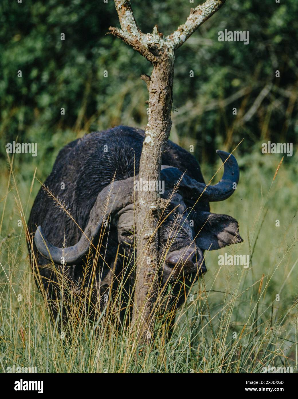 Uganda buffalo hi-res stock photography and images - Alamy