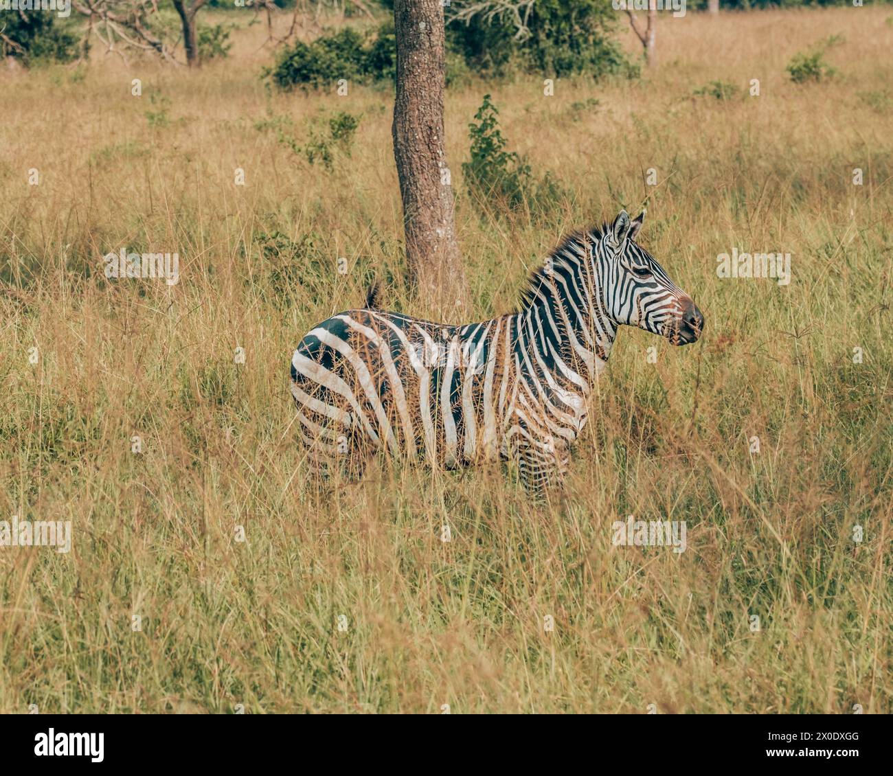 Plain drinking hi-res stock photography and images - Alamy