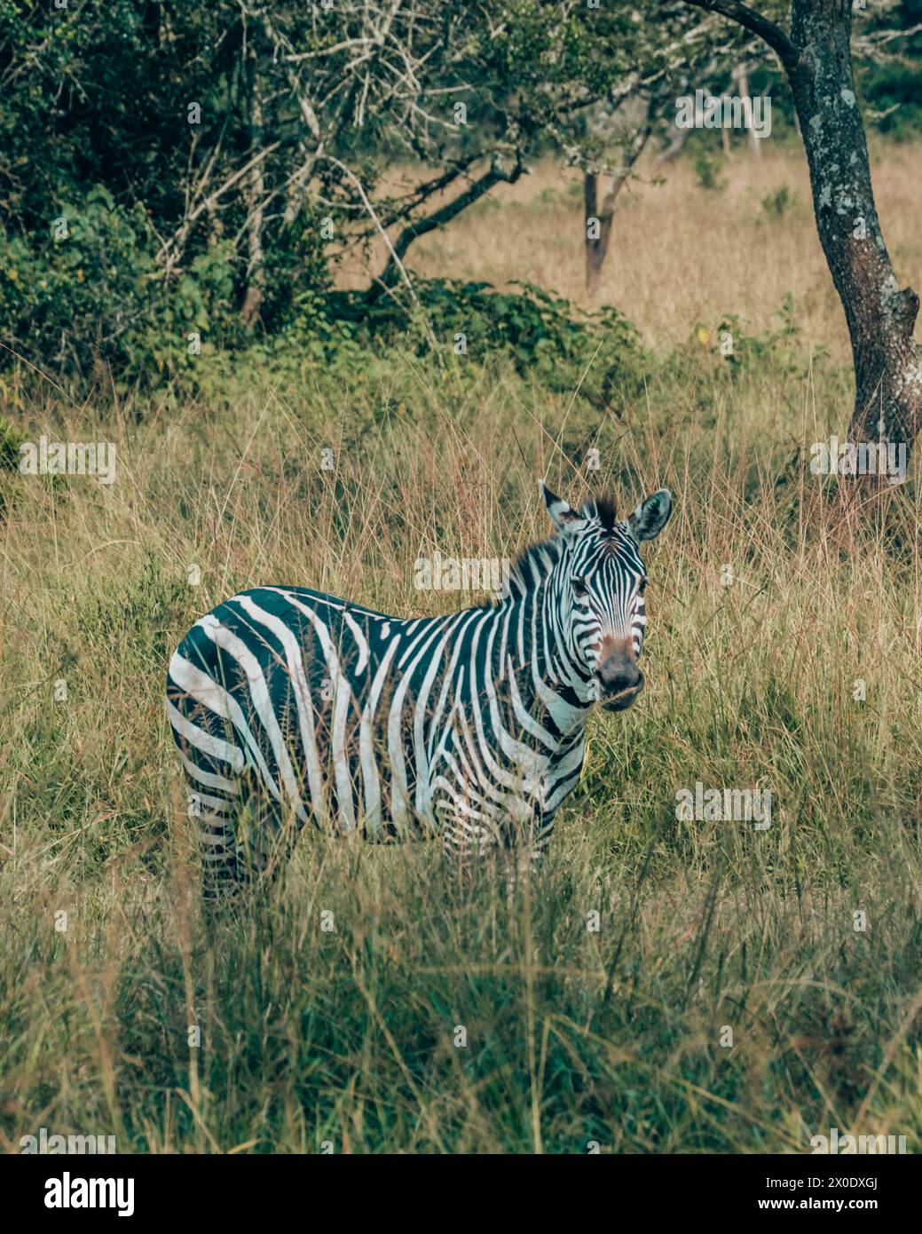 Plain Zebra in the field, Uganda Stock Photo - Alamy