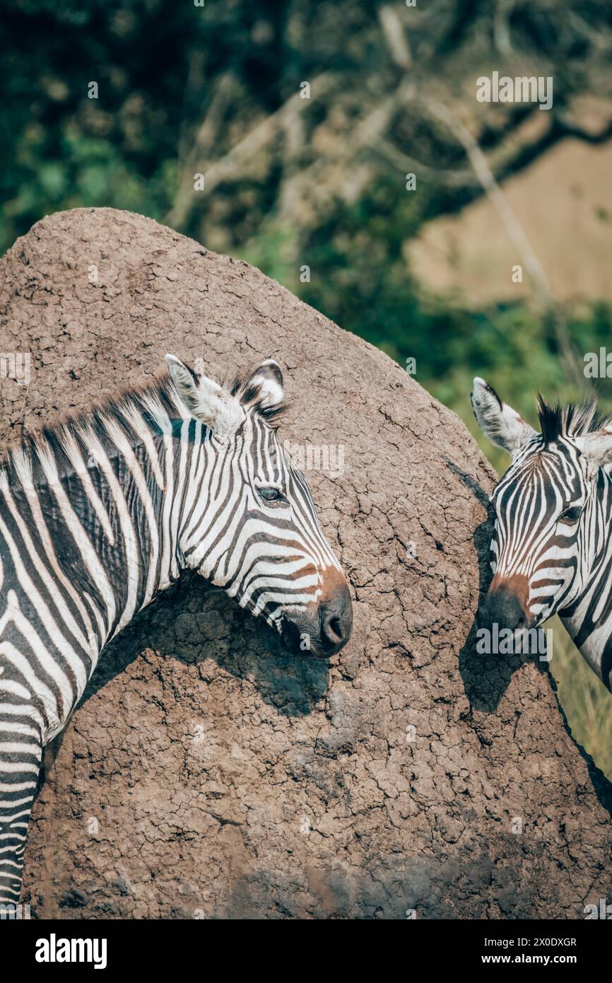 Plain Zebra in the field, Uganda Stock Photo - Alamy