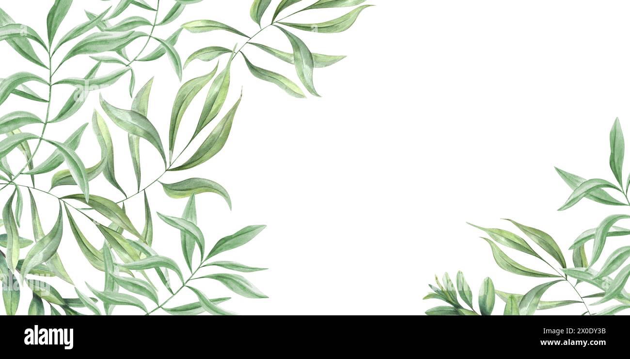 Green plants. Oleander branches. Template with olive leaves. Horizontal ...