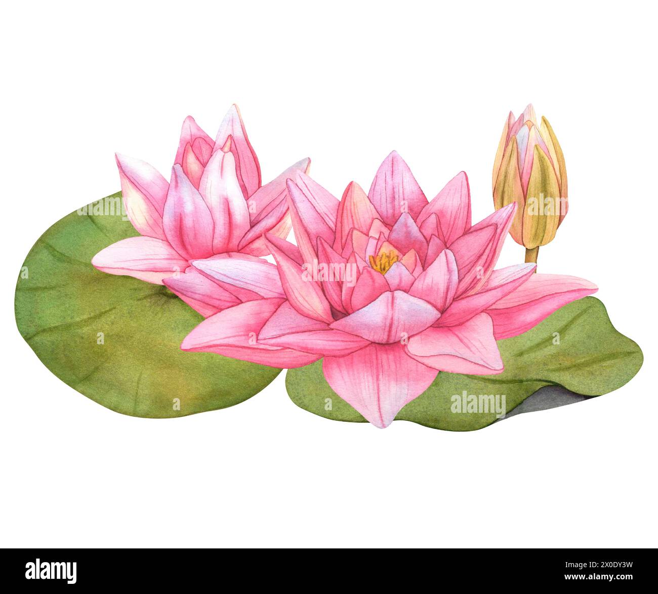 Lotus Flowers. Hand drawn watercolor illustration of tropical pink ...