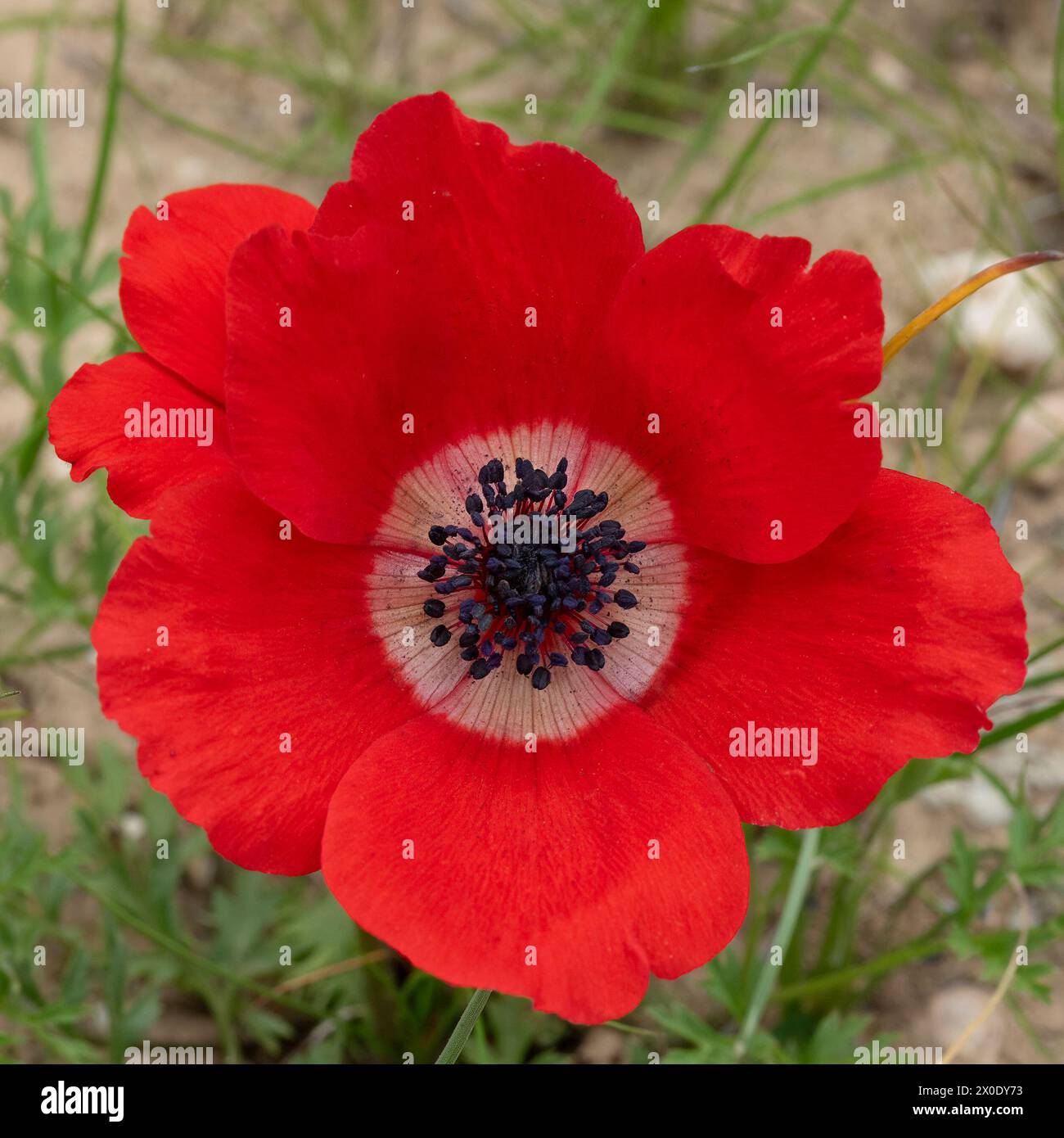 A top view of a red Anemone flower in a fallow field in southern Israel ...
