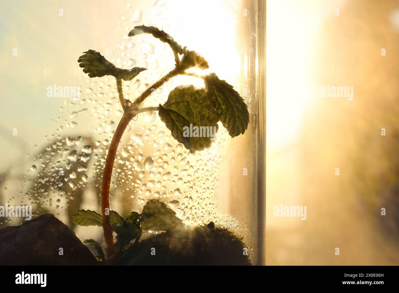 A terrarium enveloped in magical fog and light Stock Photo - Alamy