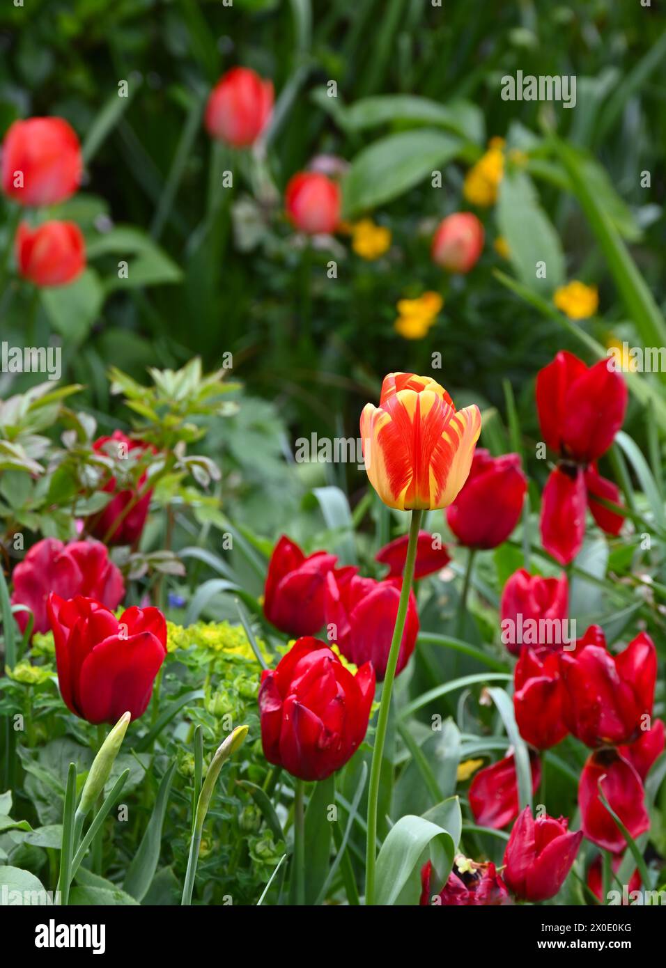 Triumph tulip seadov hi-res stock photography and images - Alamy