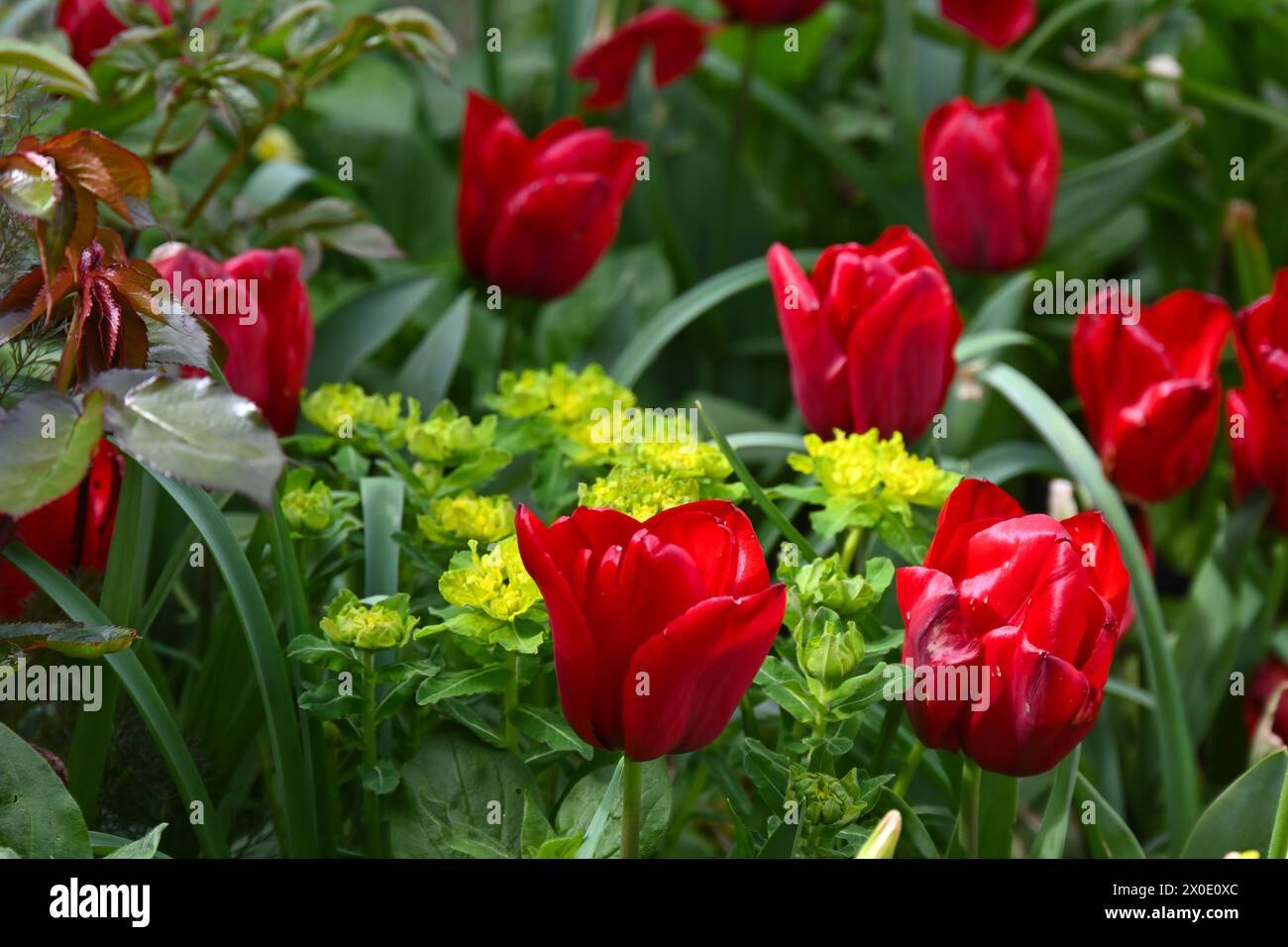 Red Triumph Tulip Seadov flowers and brilliant yellow Euphorbia ...