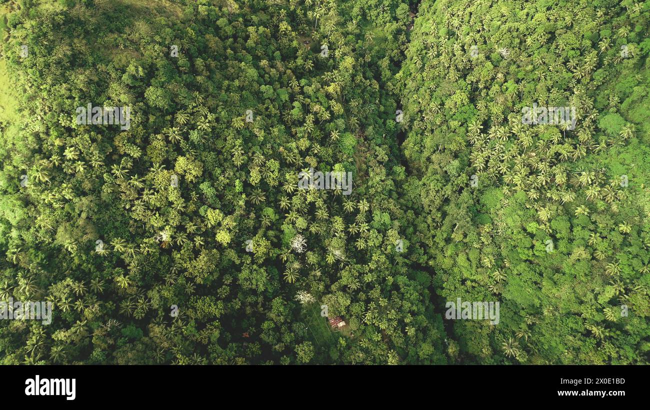 Top down tropical jungle aerial view: hilly rainforest on mountains at ...