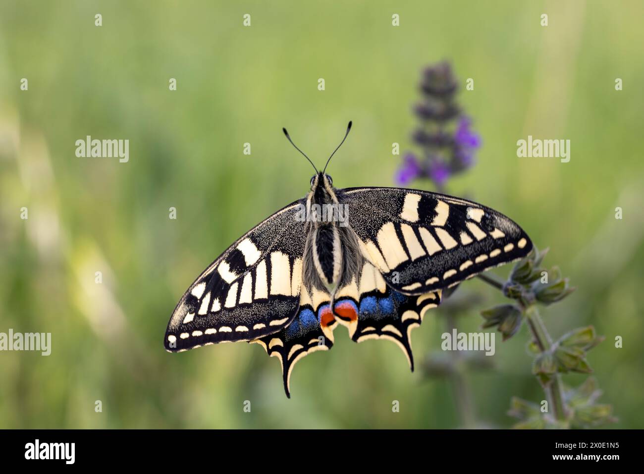 Details of a swallowtail butterfly, Papilio machaon Stock Photo - Alamy