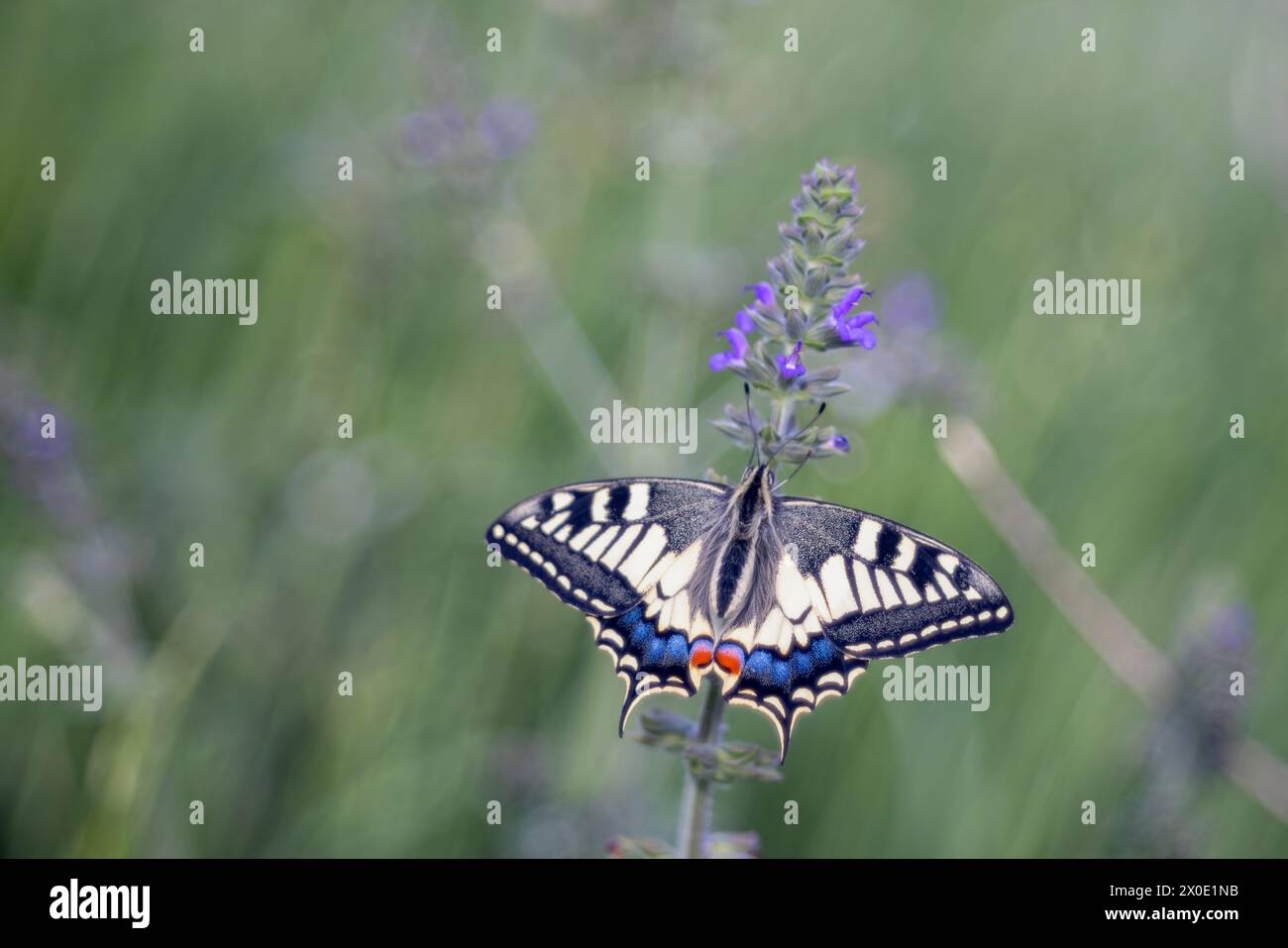 Details of a swallowtail butterfly, Papilio machaon Stock Photo - Alamy