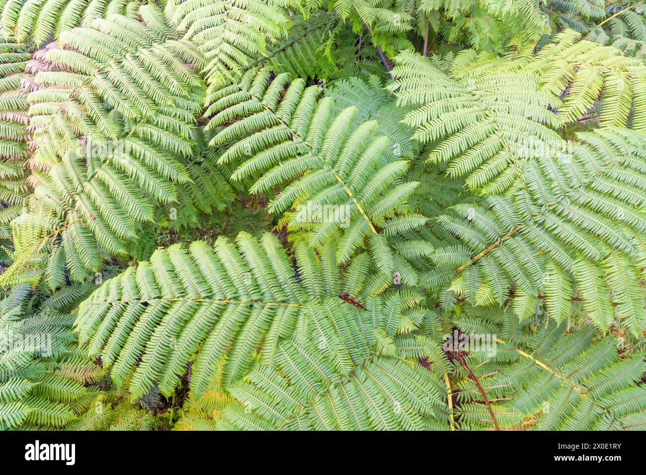 Giant wood ferns hi-res stock photography and images - Alamy