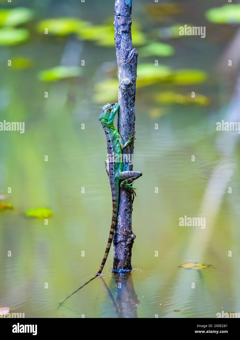 Green Basilisk Running On Water Green Basilisk | The Animal Facts
