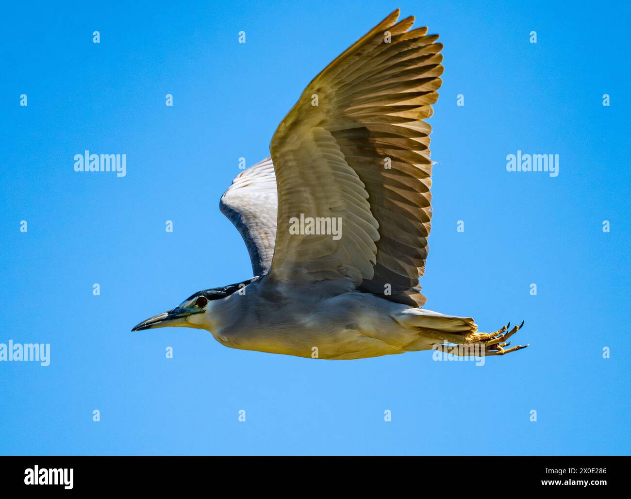 A Black-crowned Night Heron (Nycticorax nycticorax) flying over blue ...