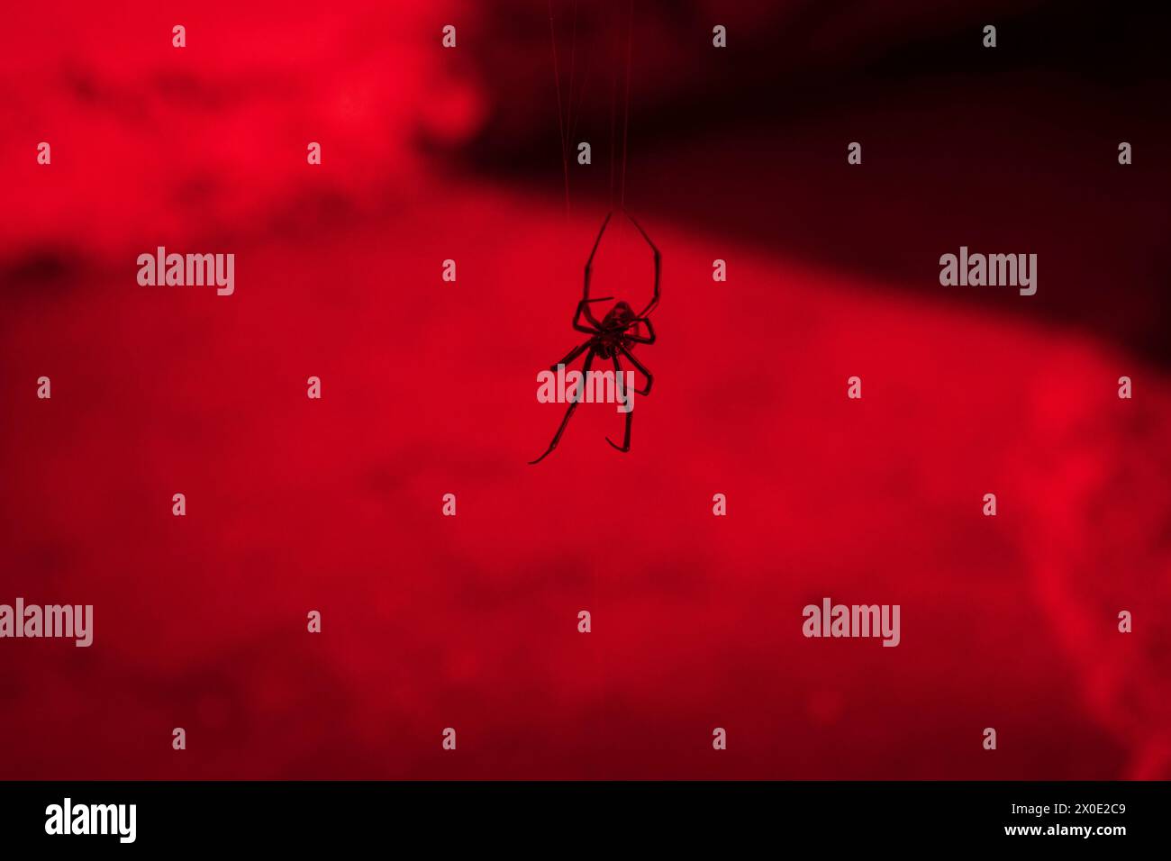 Black widow spider hi-res stock photography and images - Alamy